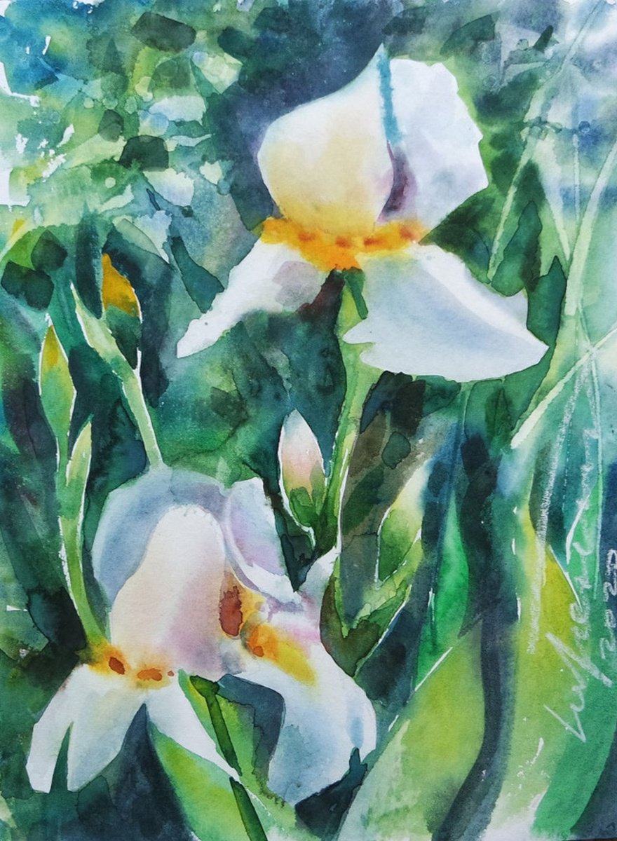 White Iris in Garden Loose Impressionistic Watercolor Painting ...
