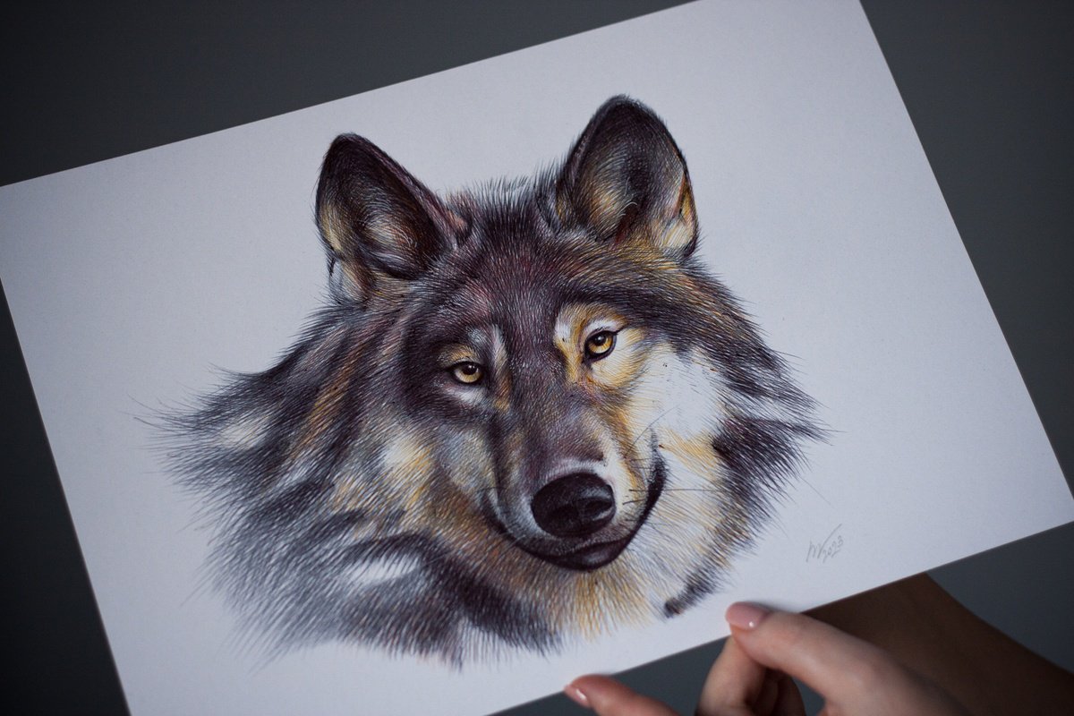gray wolf drawing realistic