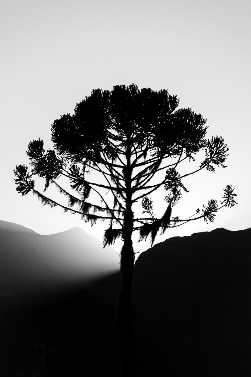 Araucaria Photograph by Rafael Campezato | Artfinder