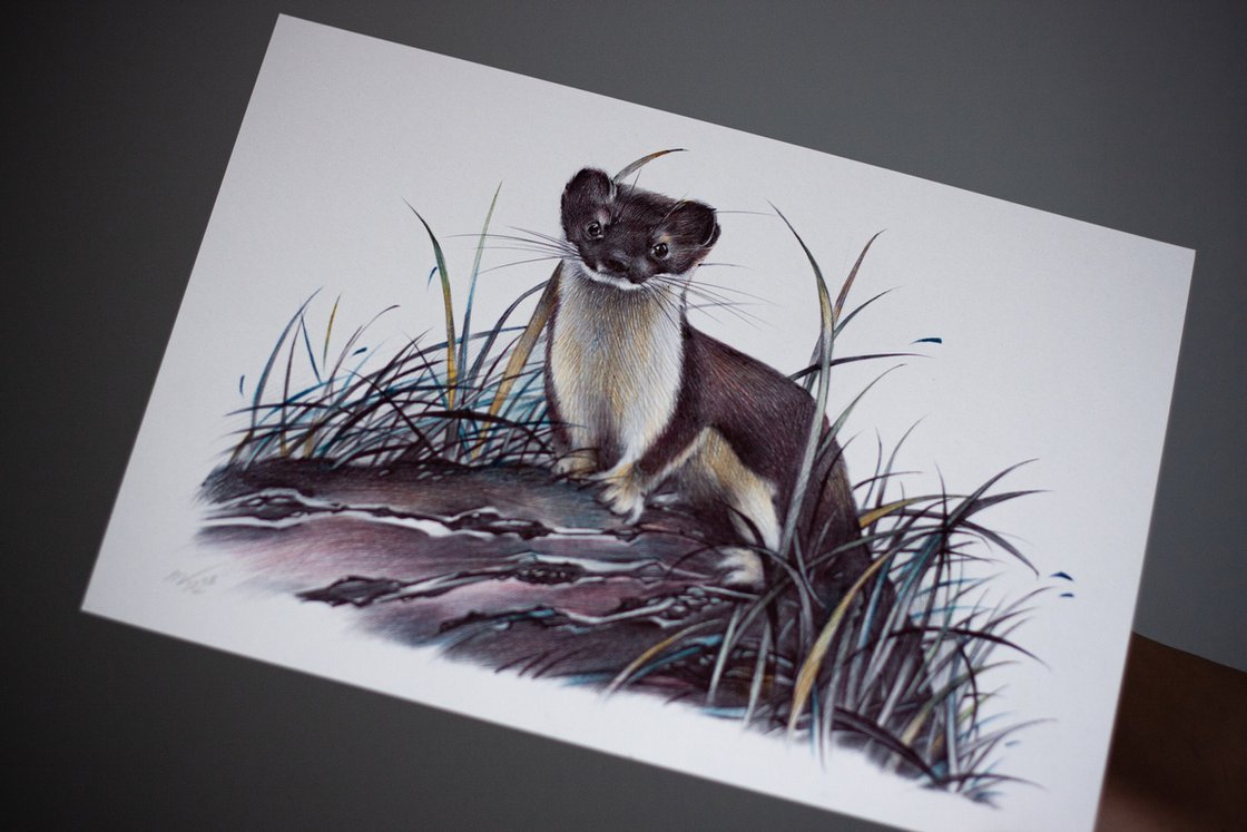 Stoat Drawing: Daria Maier | Artfinder