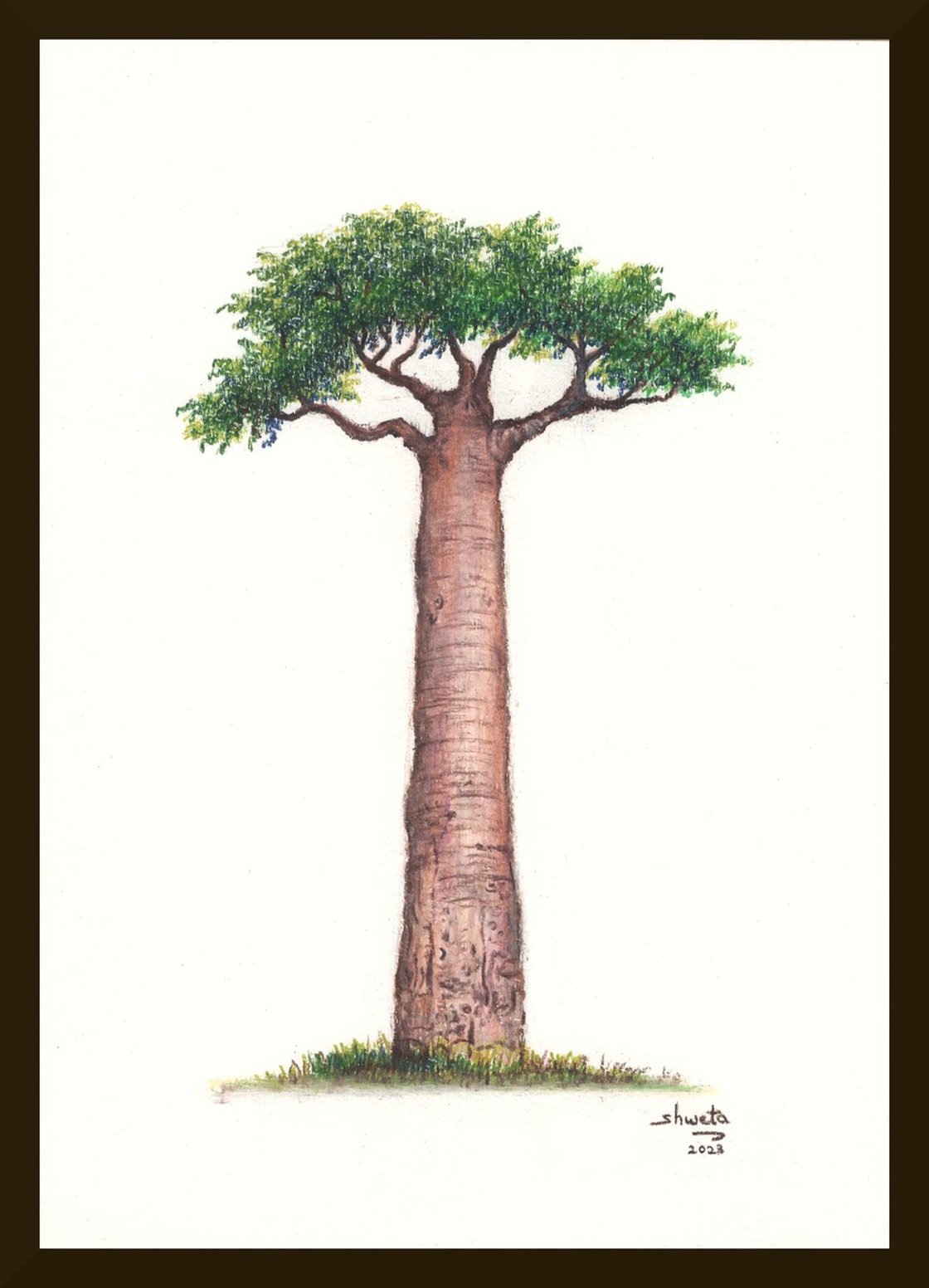 Baobab tree pencil drawing Pencil drawing by Shweta Mahajan | Artfinder