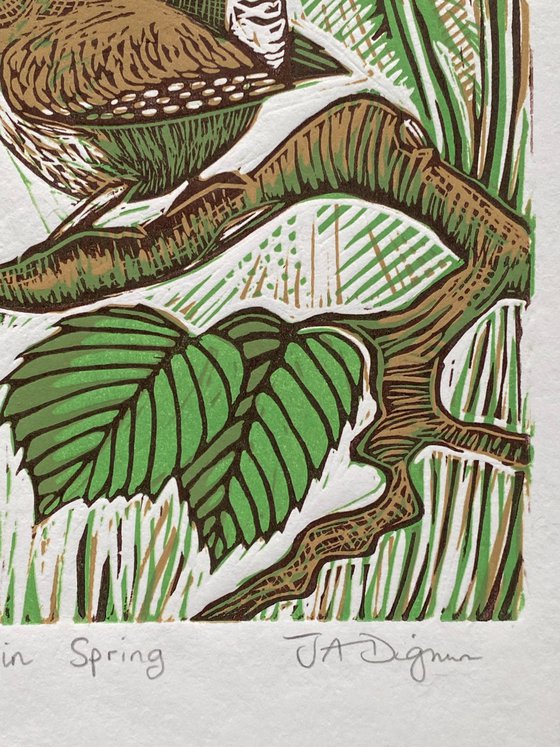 Wren in Spring. 41/95 Linocut by Jane Dignum | Artfinder