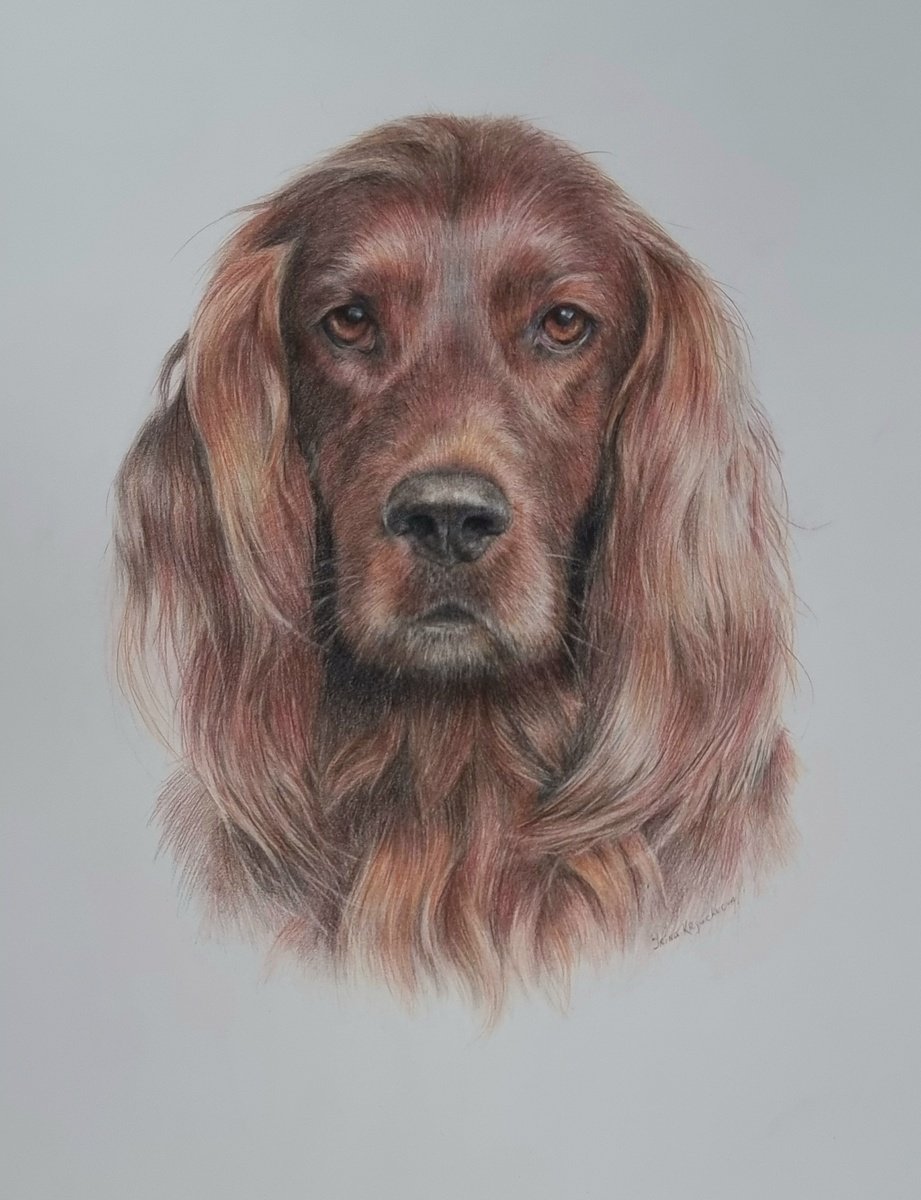 Irish Setter Portrait Pencil drawing: Irina Kryuchkova | Artfinder