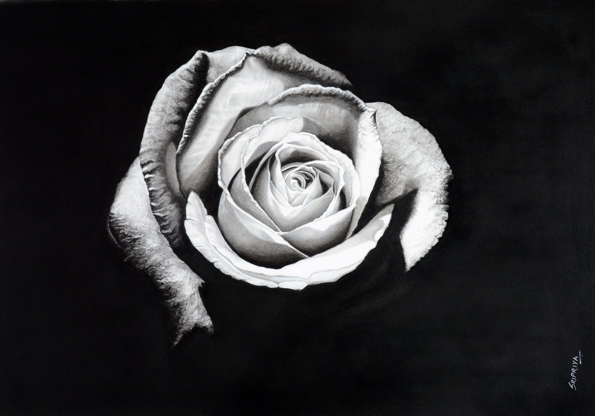 Virgin Rose Charcoal drawing: Sripriya Mozumdar | Artfinder