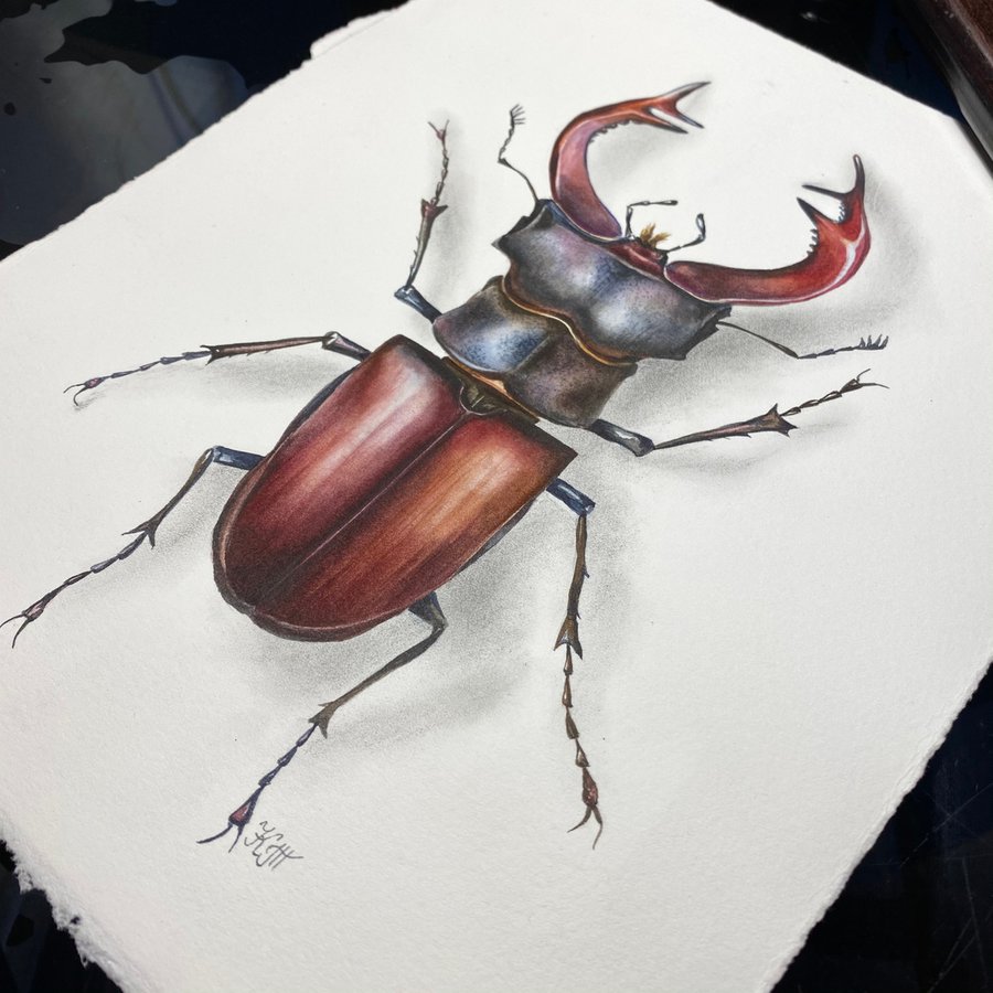 The European stag beetle watercolor illustration Watercolour by Ksenia ...