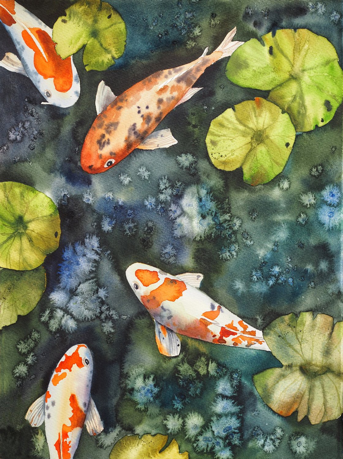 koi carp watercolour