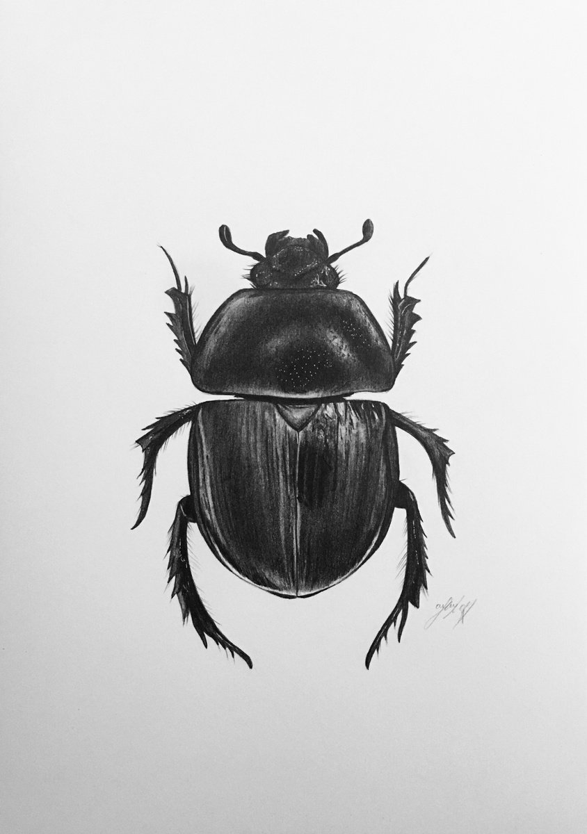 Black beetle Pencil drawing: Amelia Taylor | Artfinder