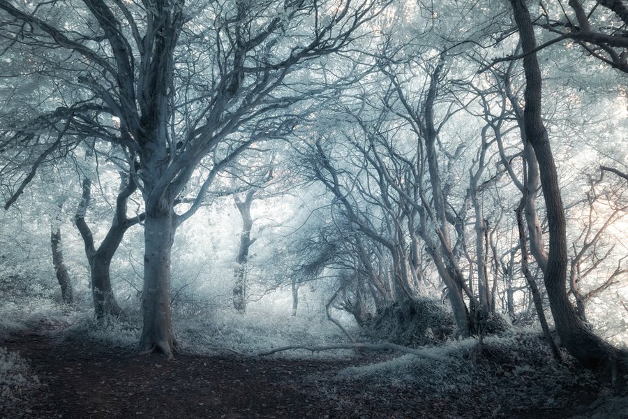 Infrared Idless Woods Photograph: Paul Nash | Artfinder