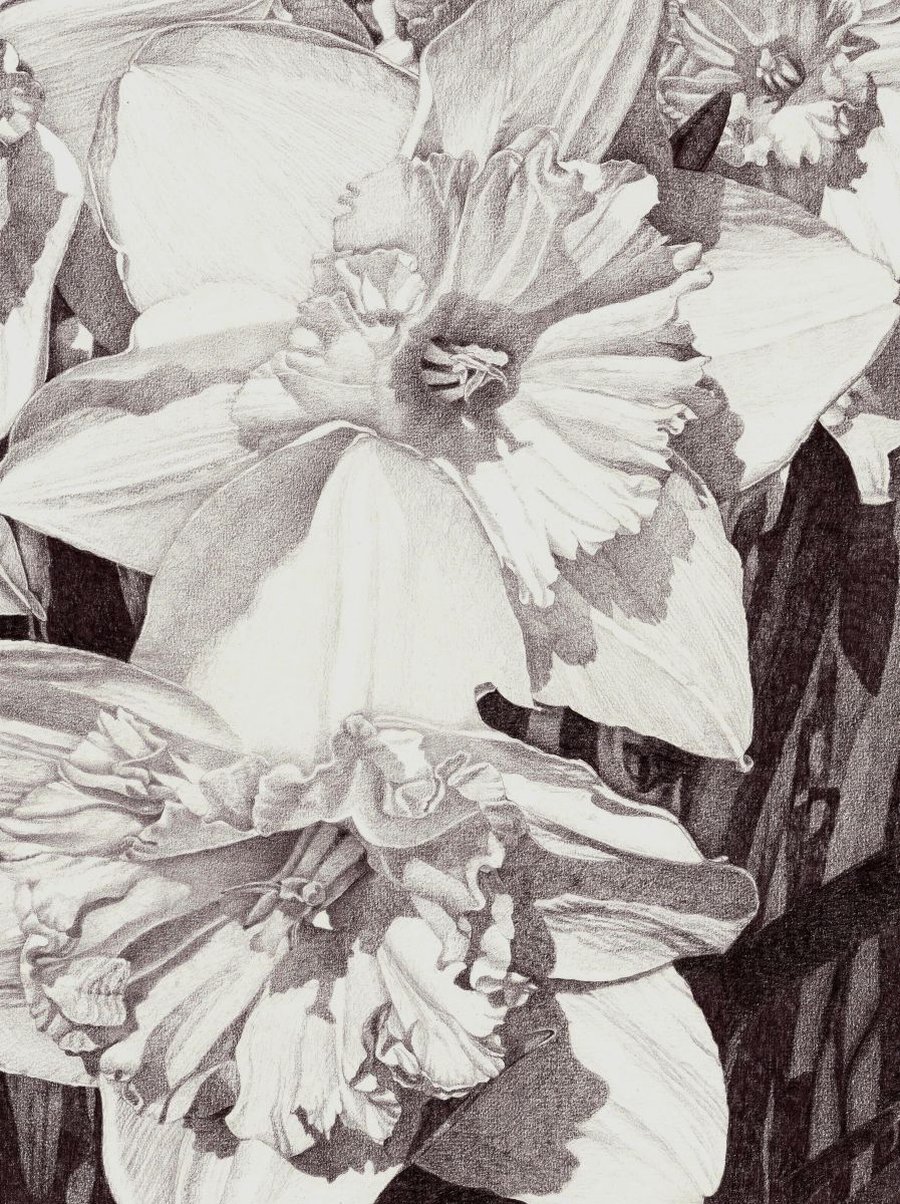 SUBLIME BEAUTY Pencil drawing by Nives Palmić | Artfinder