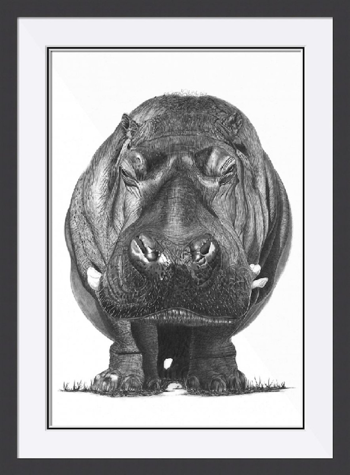 Hippo Pencil drawing: Paul Stowe | Artfinder