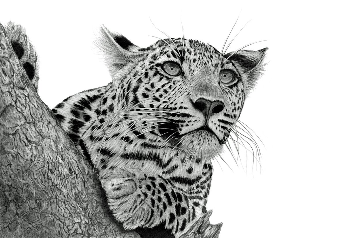 Pensive Leopard Pencil drawing by Paul Stowe | Artfinder