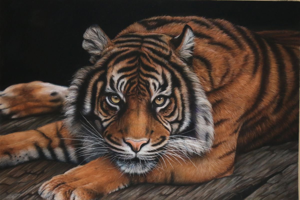 Resting Tiger Pastel drawing by Tatjana Bril | Artfinder