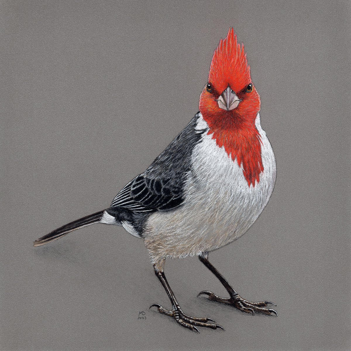 Red-crested cardinal Pastel drawing by Mikhail Vedernikov | Artfinder