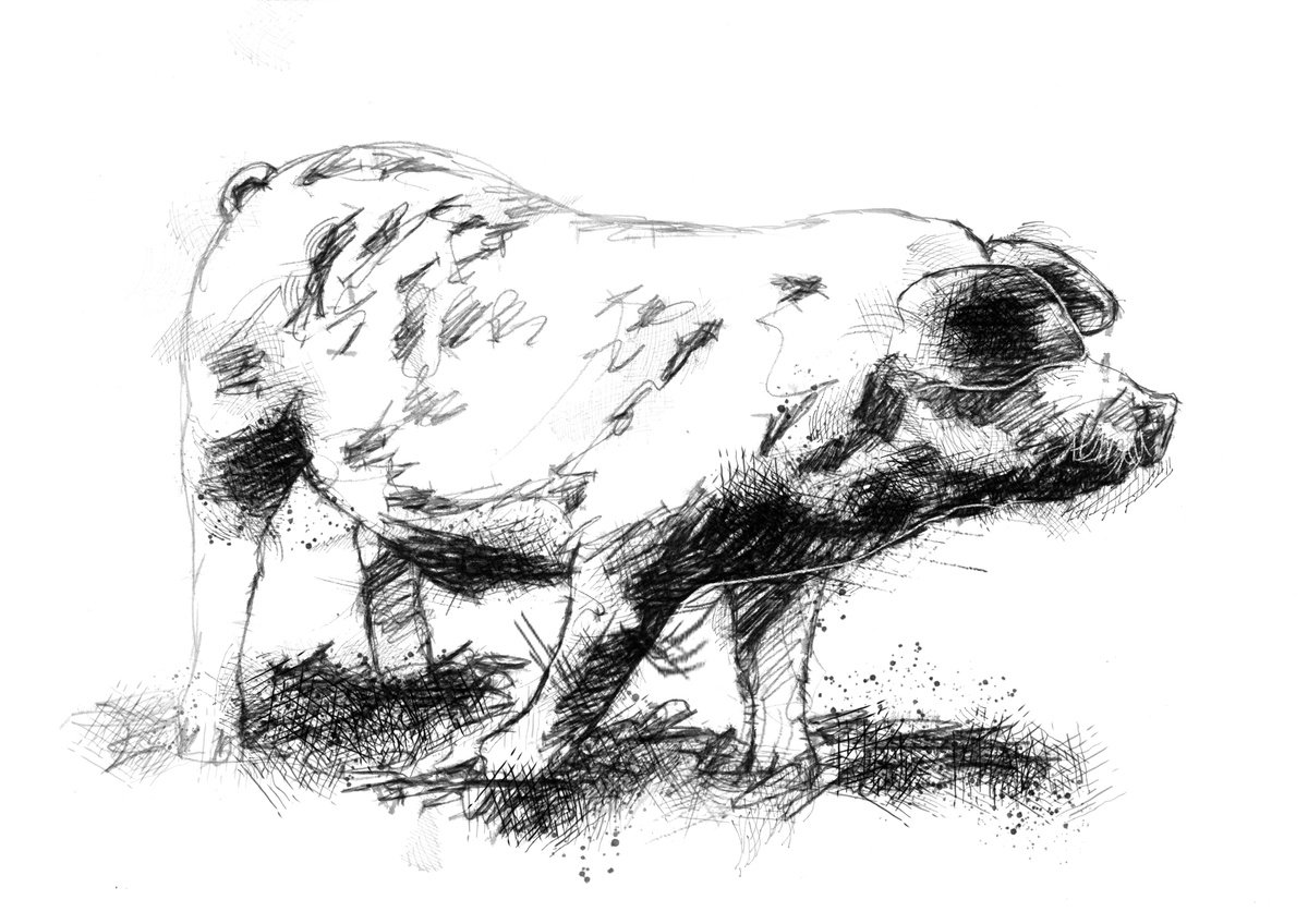 Oxford spotted pig Pencil drawing: Sean Briggs | Artfinder