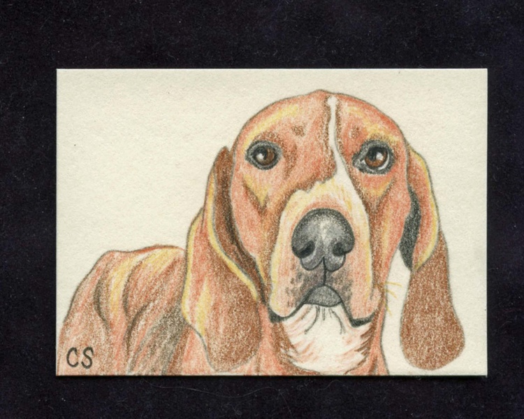 How To Draw A Coonhound Dog / Redbone Coonhound 2008 By Mx Mouse On ...