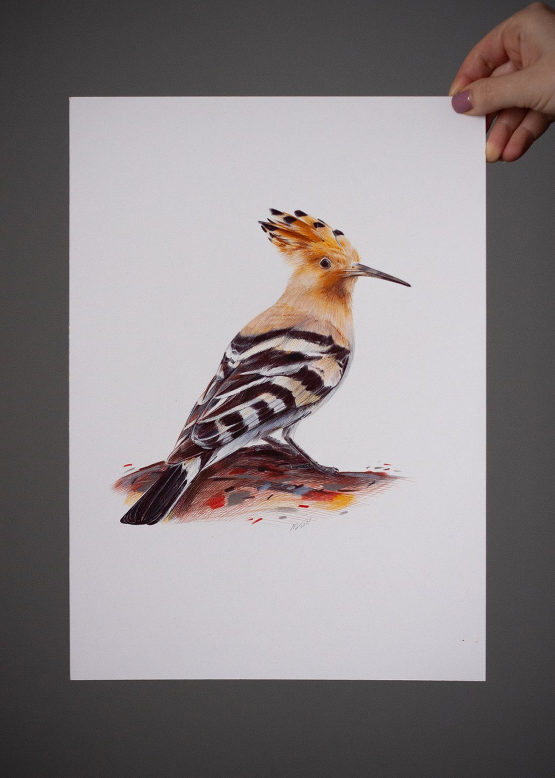 Eurasian Hoopoe Drawing: Daria Maier | Artfinder