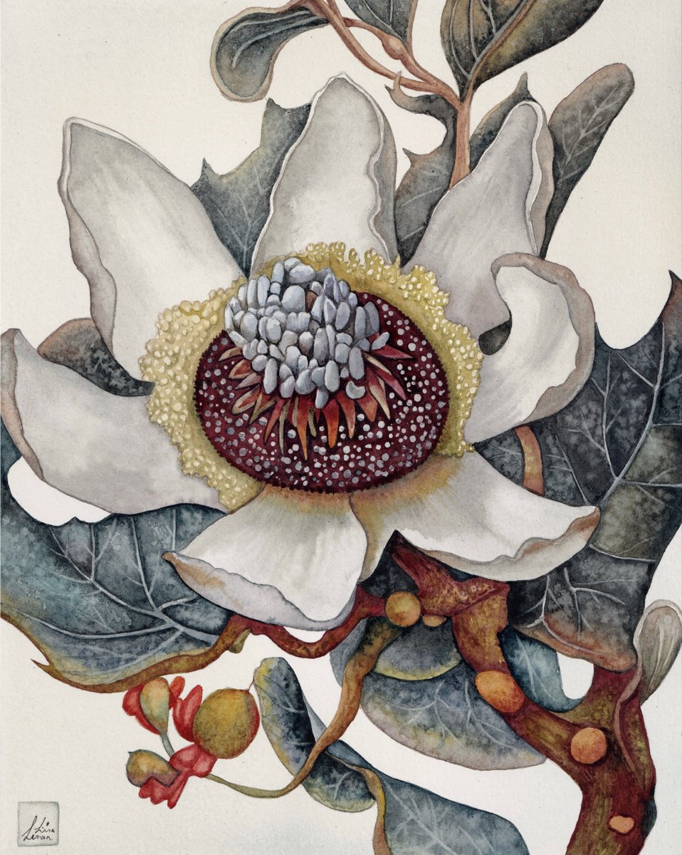Otherworldly Flower 2 Watercolour: Lisa Lennon | Artfinder