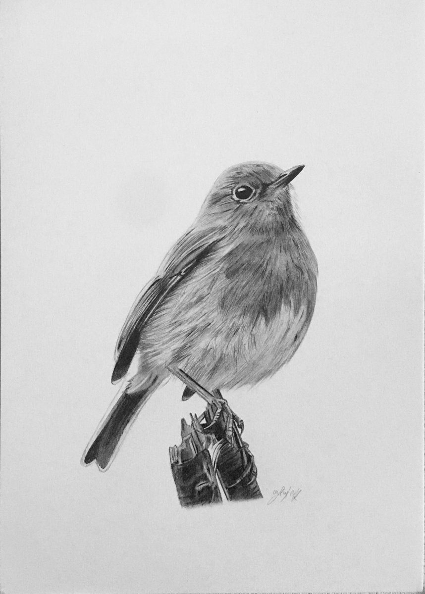 Robin Pencil drawing: Amelia Taylor | Artfinder