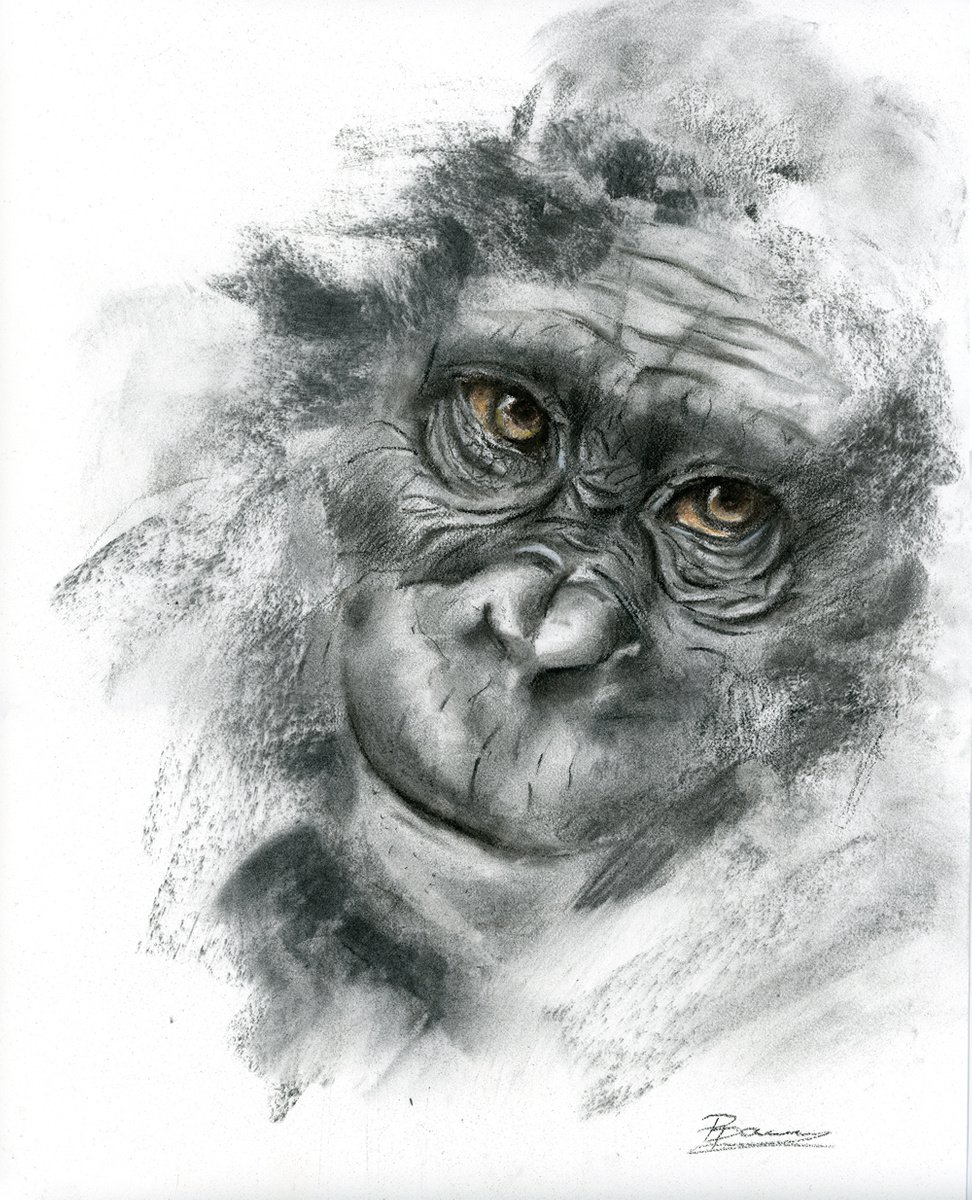 Monkey portrait (2) - Charcoal drawing Charcoal drawing: Olga ...