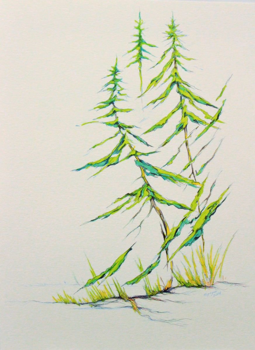 Spruce trees Drawing by Zbigniew Skrzypek | Artfinder