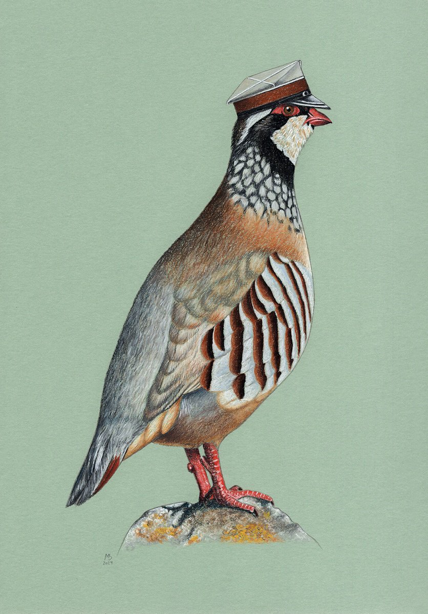 Red-legged partridge Pastel drawing by Mikhail Vedernikov | Artfinder