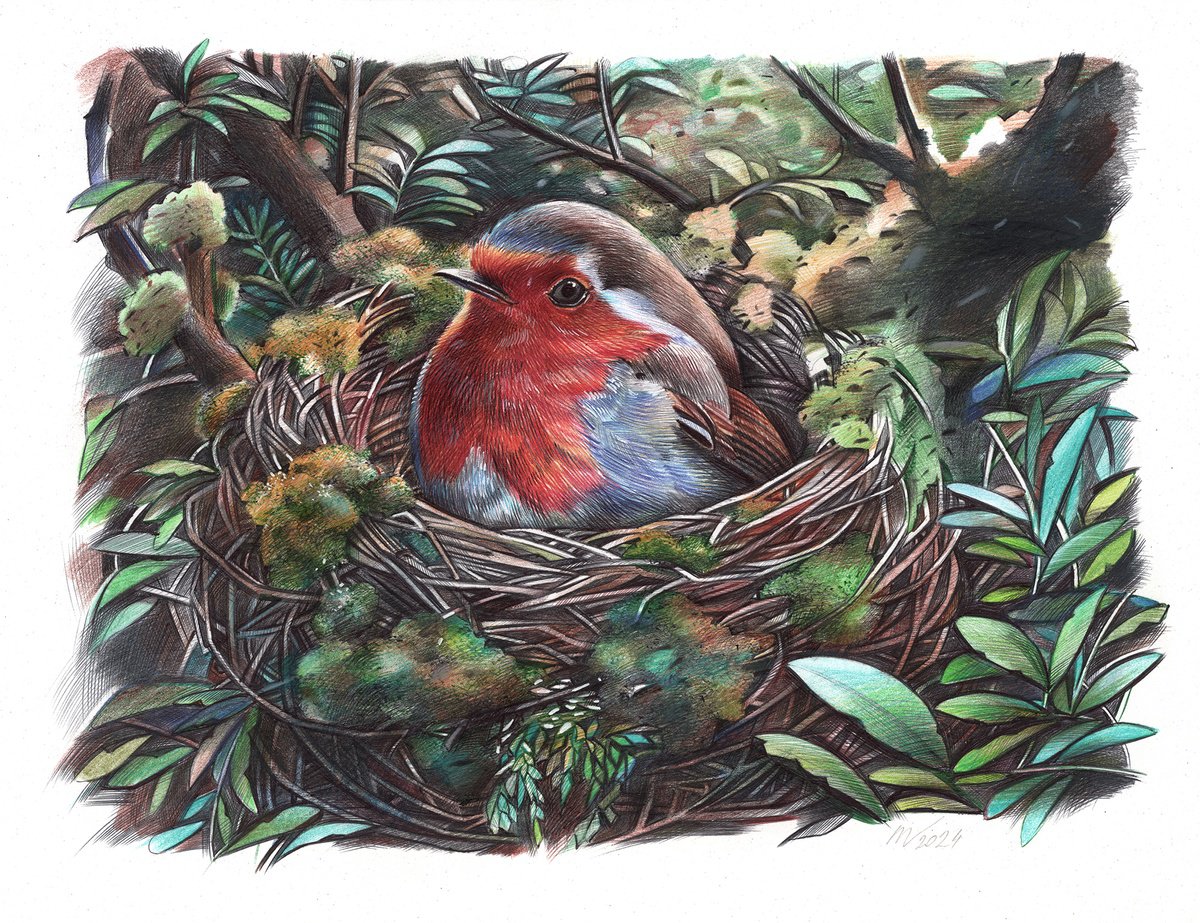 European Robin Drawing: Daria Maier | Artfinder