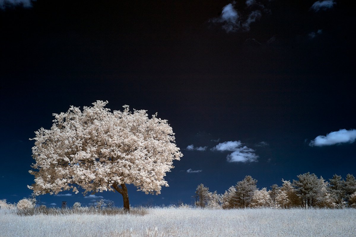 Tree at Graffham Down. Photograph: Ed Watts