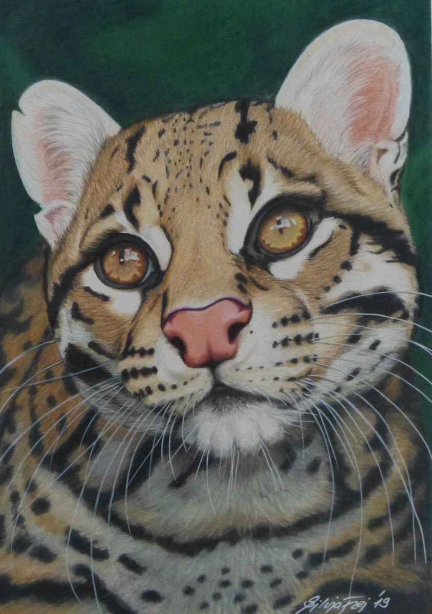 Ocelot - Original Colored Pencil drawing Pencil drawing by Silvia Frei ...