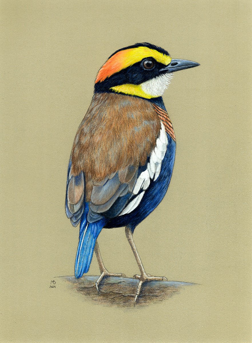 Malayan banded pitta Pastel drawing: Mikhail Vedernikov | Artfinder