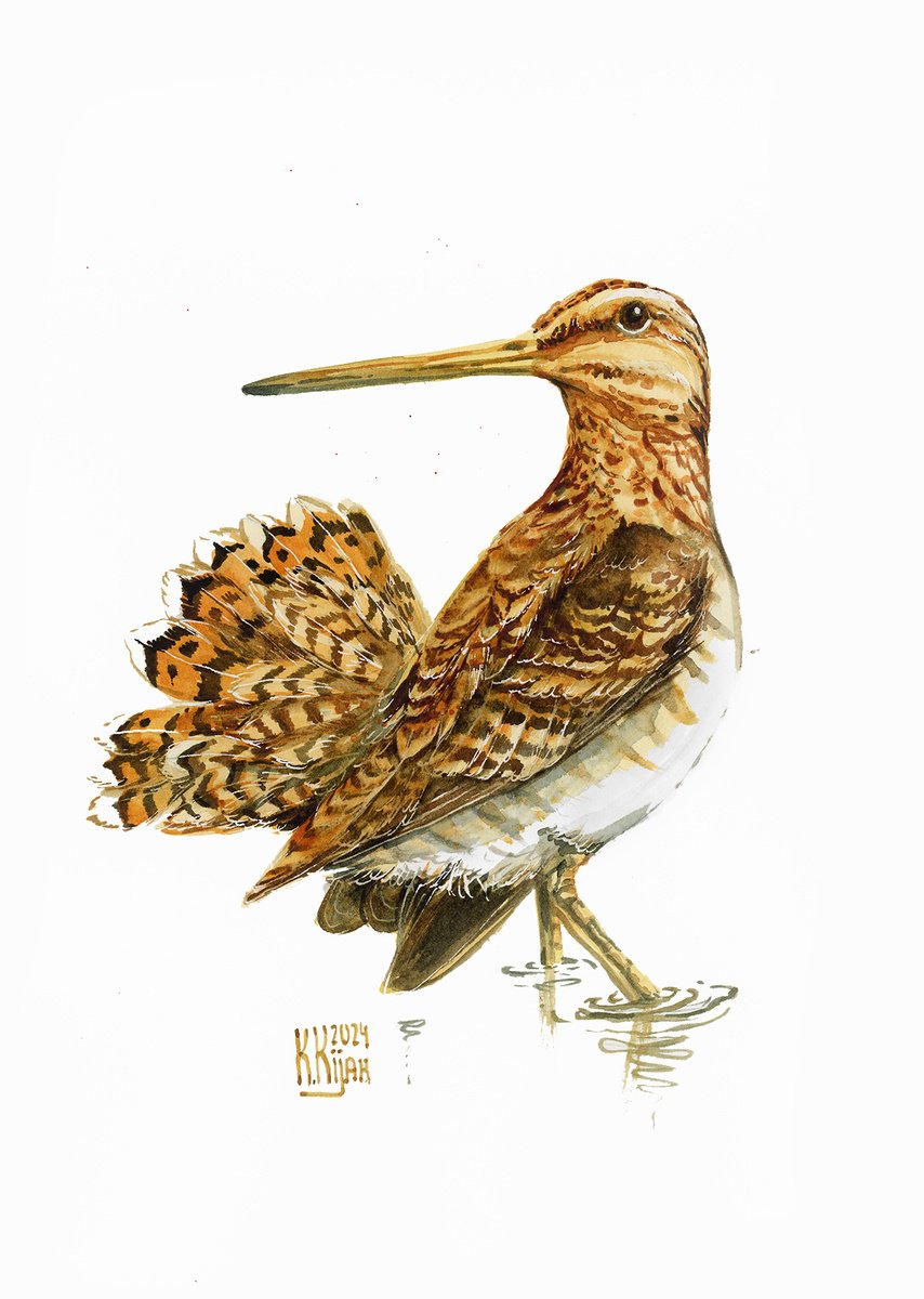 Common snipe Watercolour: Karolina Kijak | Artfinder