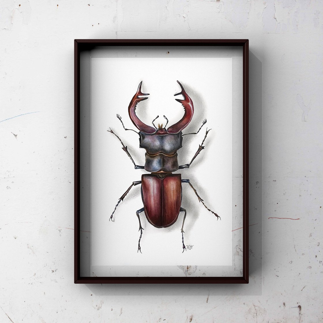 The European stag beetle watercolor illustration Watercolour by Ksenia ...