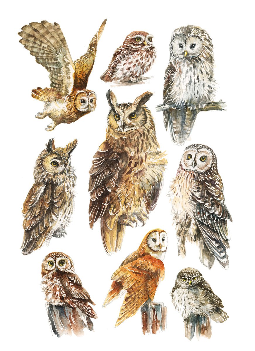 Eurasian Owls, wildlife, birds watercolours Watercolour by Karolina ...