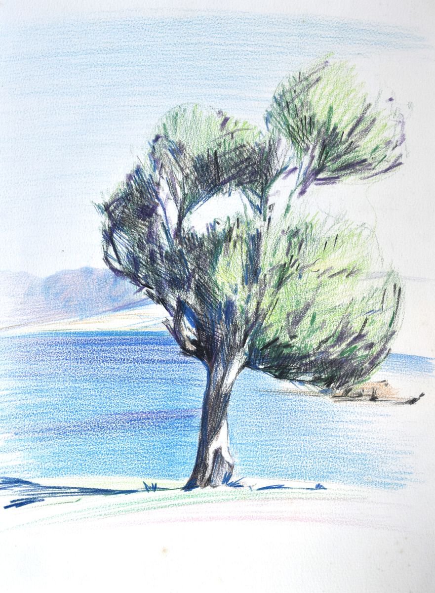 Tree in Cyprus Pencil drawing by Paul Gurney | Artfinder