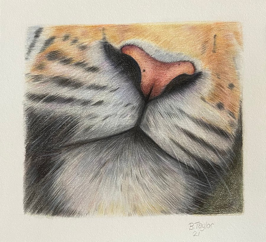 Tiger nose study Pencil drawing by Bethany Taylor | Artfinder
