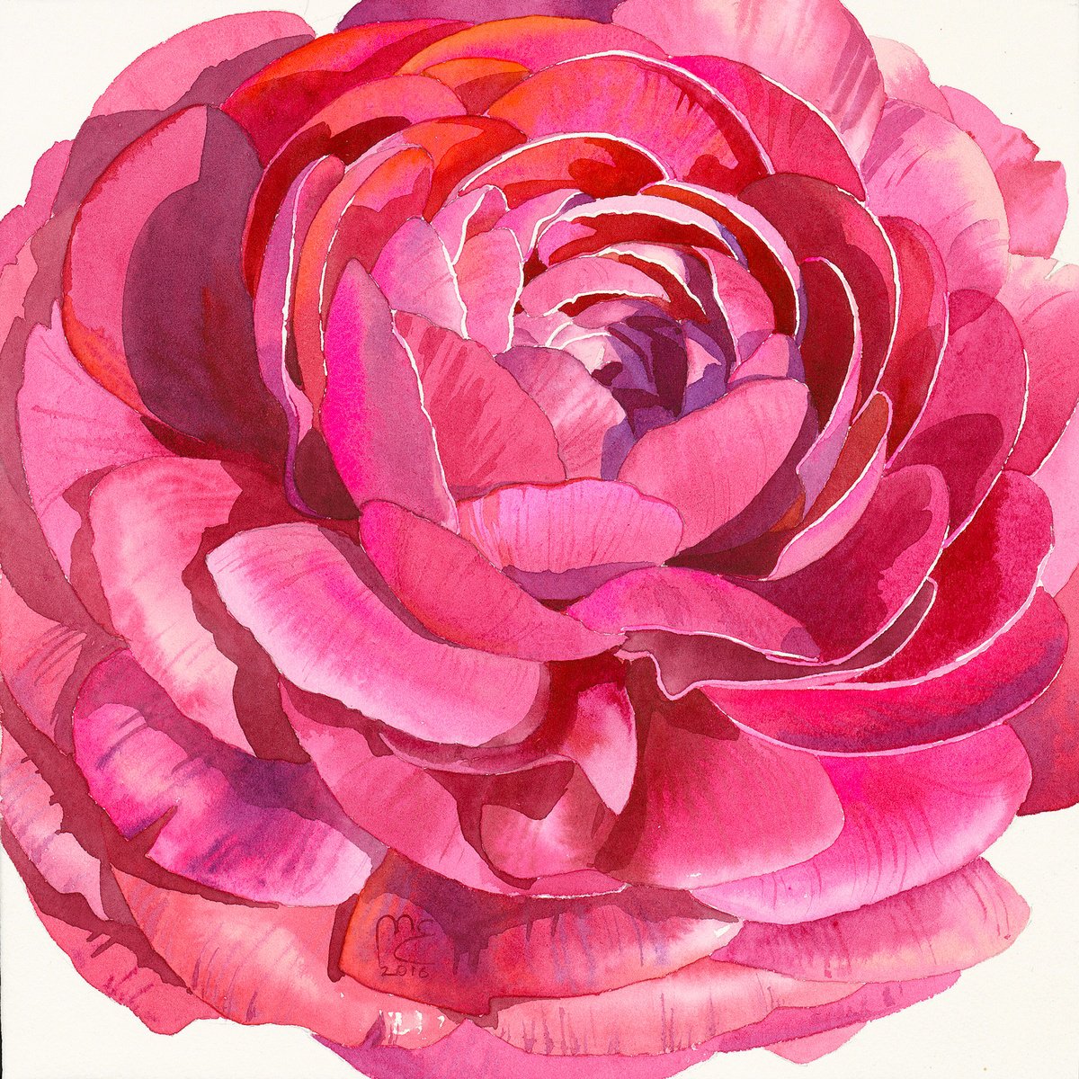 Bright pink Ranunculus flower Watercolour: Eleanor Mill | Artfinder