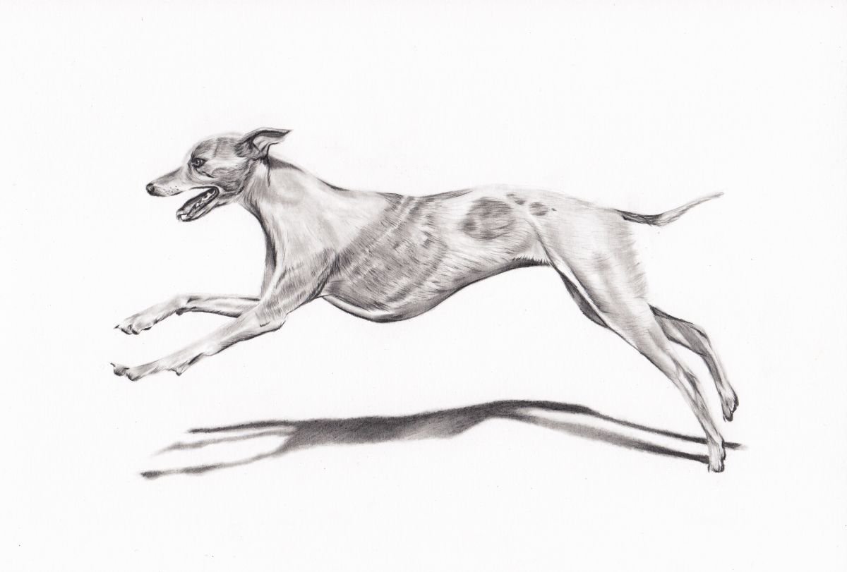 running whippet
