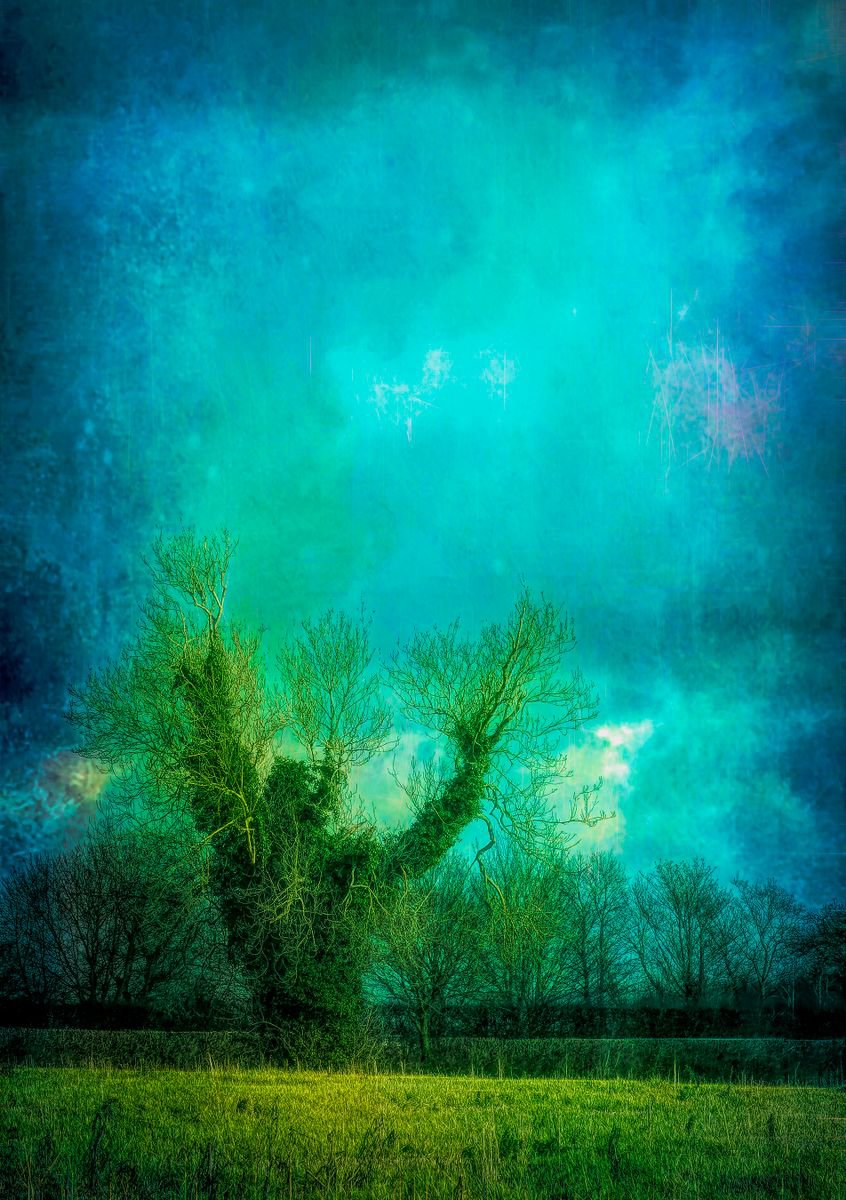 Waving Tree Photograph by Martin Fry | Artfinder