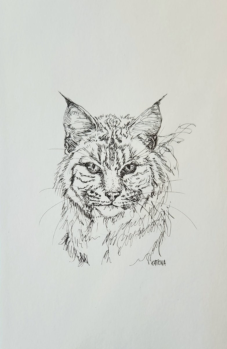 The Bobcat Ink drawing: Katrina Case | Artfinder