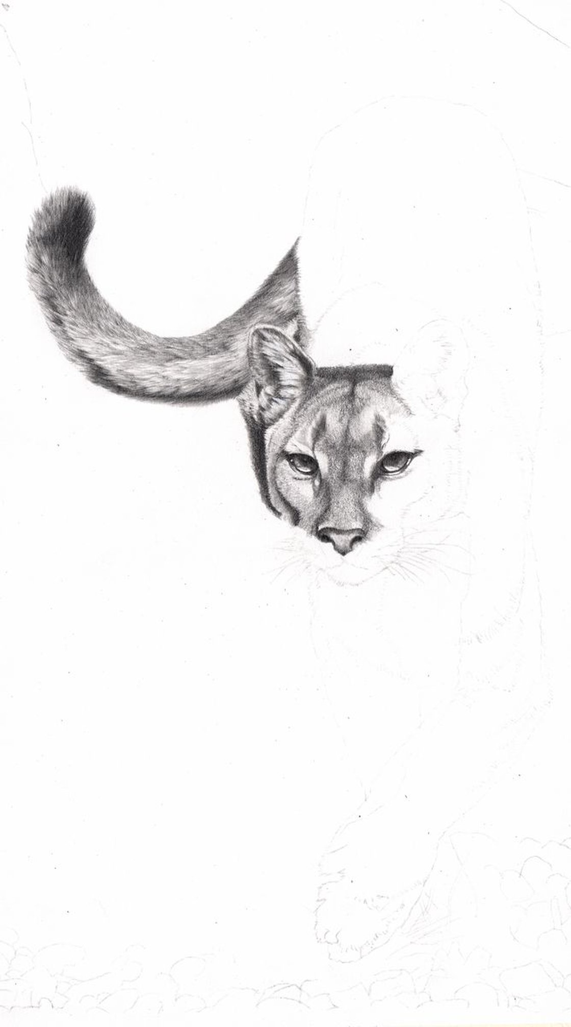 Stealth Pencil drawing: Peter Williams | Artfinder