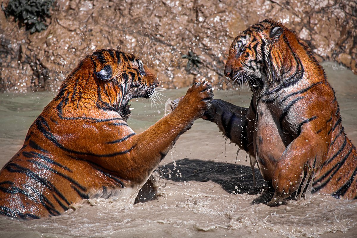 Wild Power of Tigers Photograph by MINDIA MIDELASHVILI | Artfinder