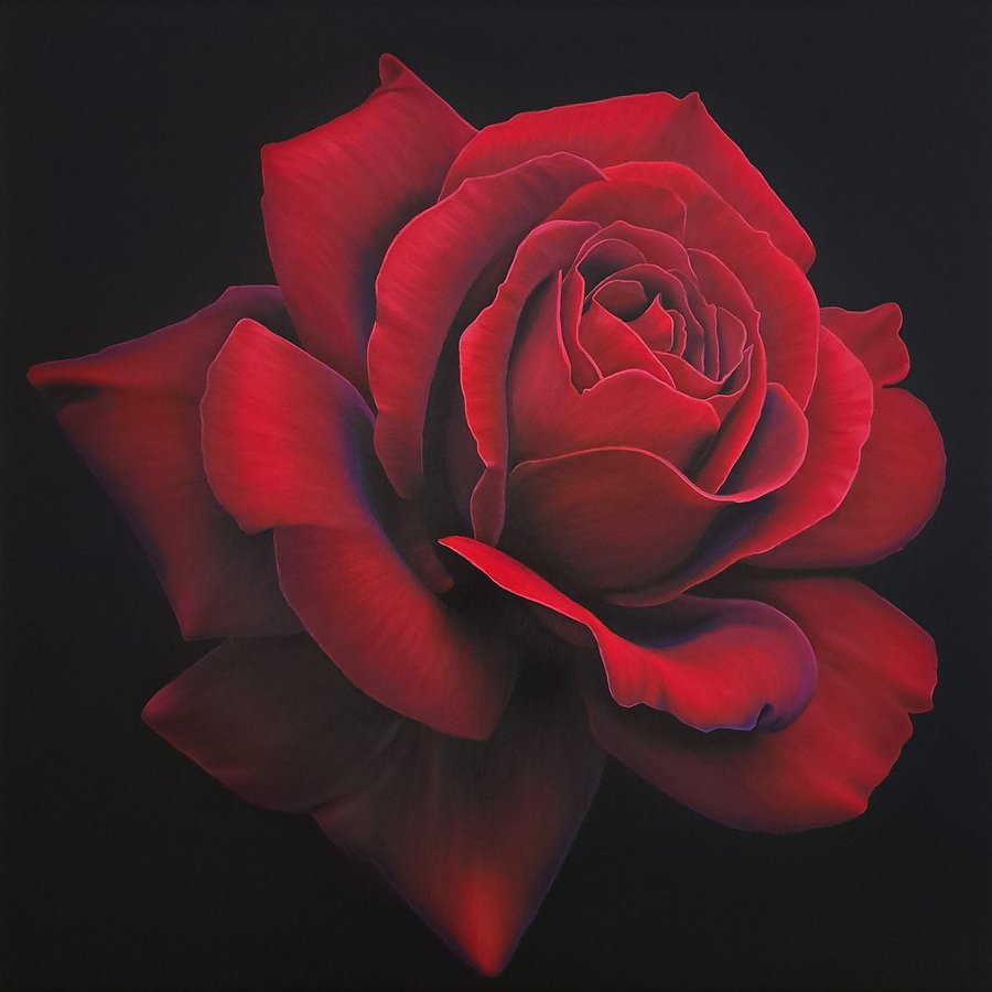 "Red rose" Oil painting: Anna Steshenko | Artfinder