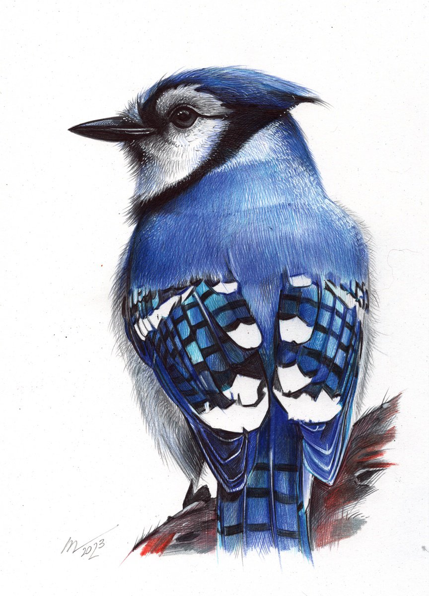 Blue Jay Drawing: Daria Maier | Artfinder