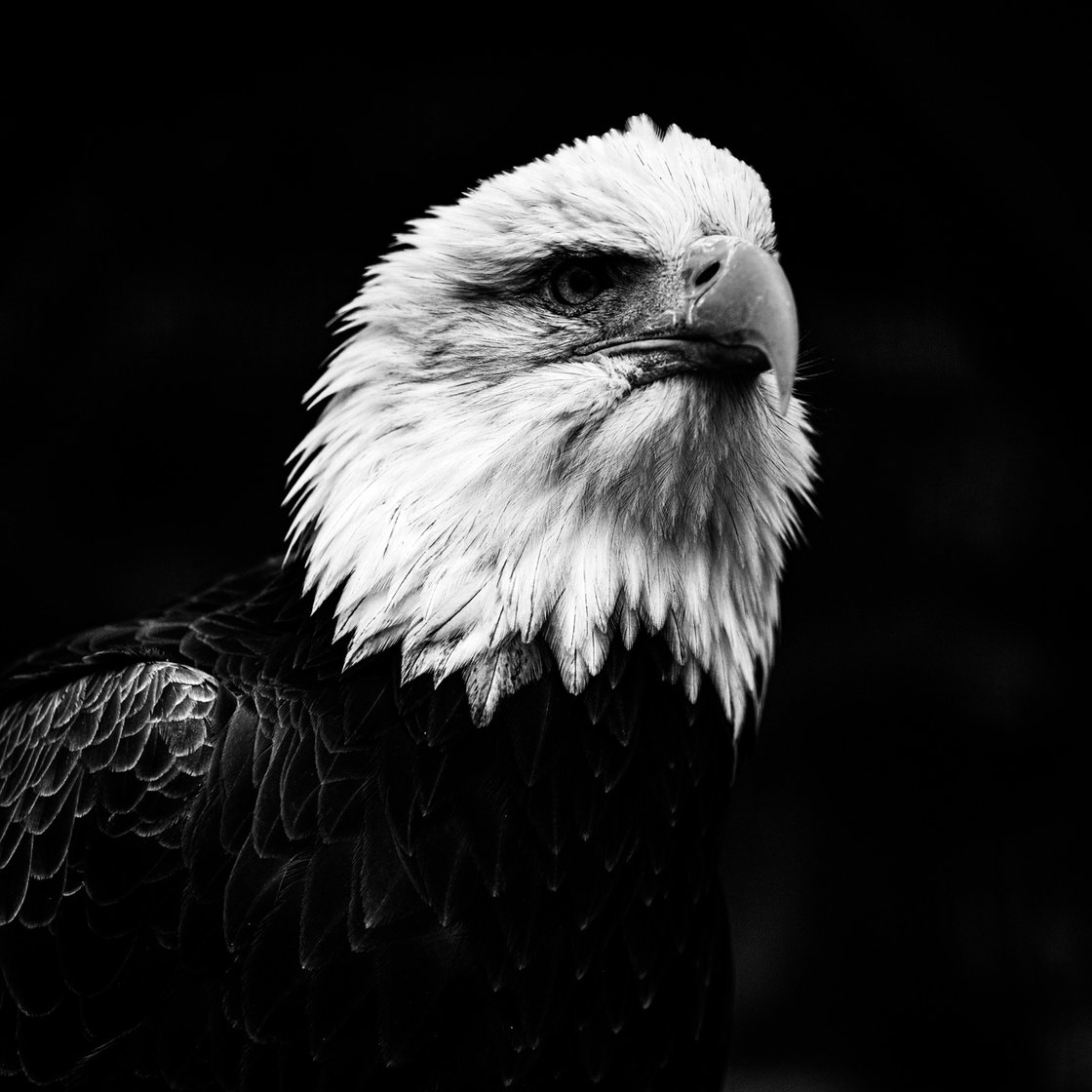 Crowned by Silence Photograph: David Huntzinger | Artfinder
