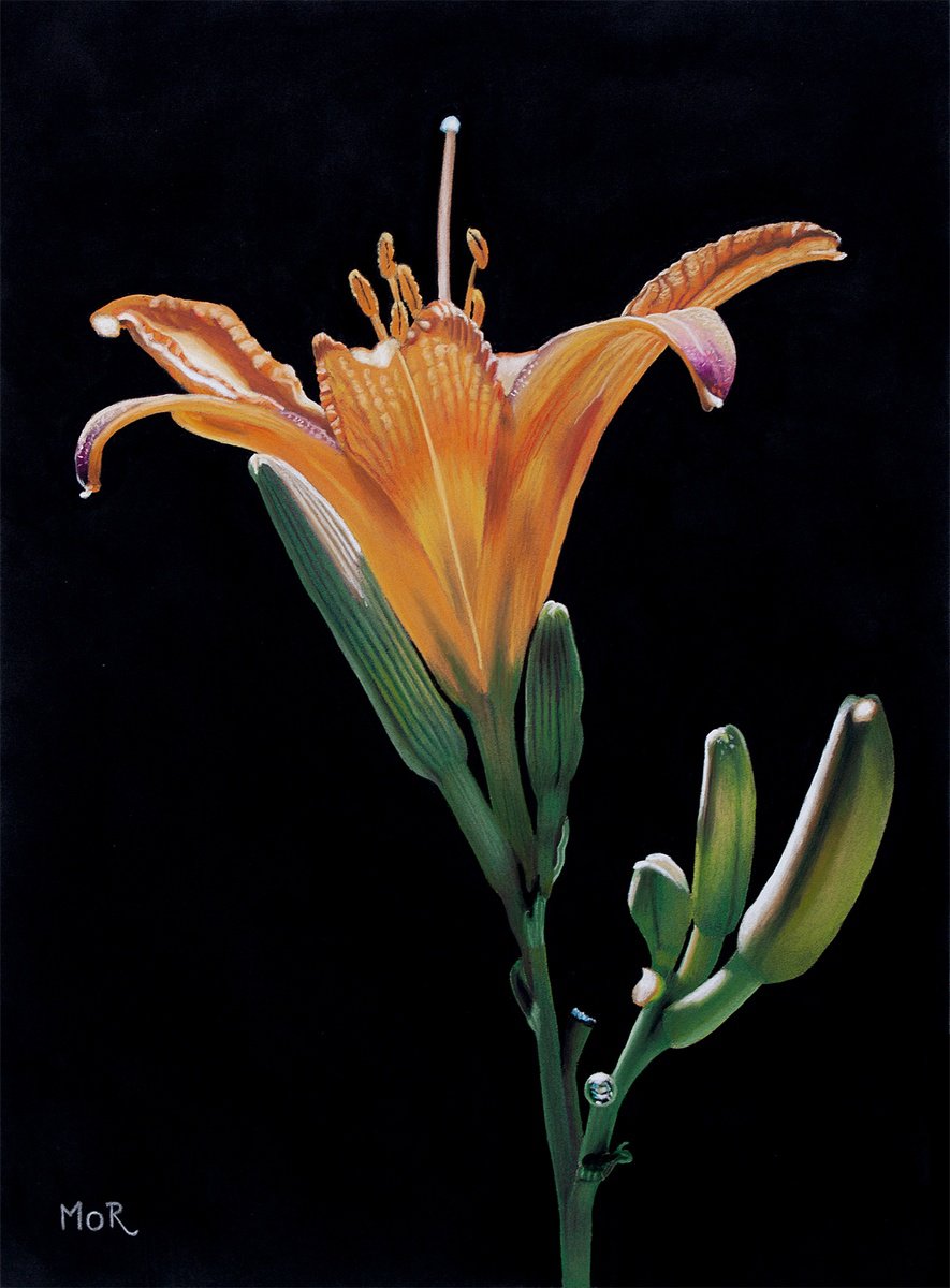 Yellow Lilly Pastel drawing: Dietrich Moravec | Artfinder