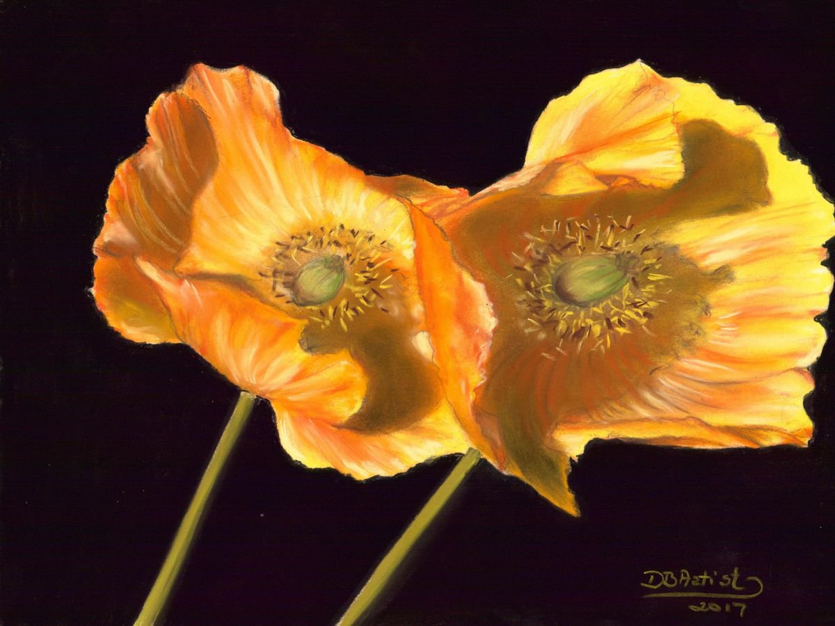 ,, Poppy'' pastel on paper | Artfinder