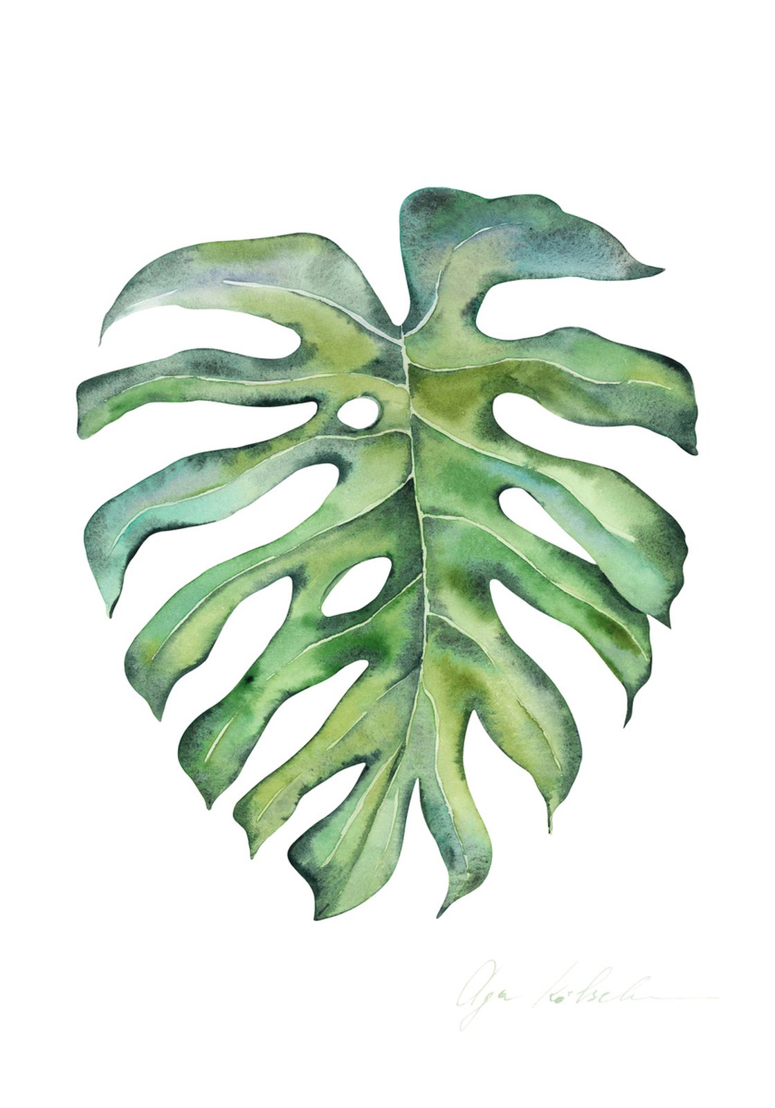 Tropical Monstera Watercolour: Olga Koelsch | Artfinder