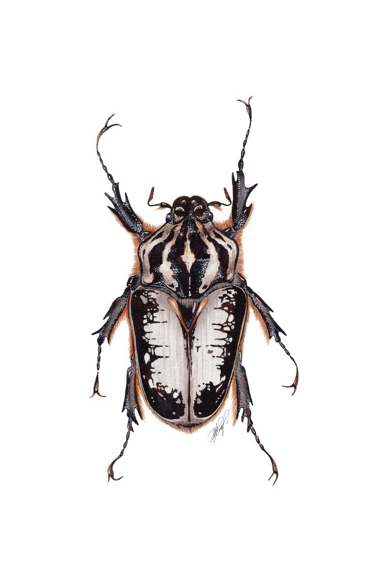 Goliathus regius, the Royal Goliath beetle, male Watercolour: Katya ...
