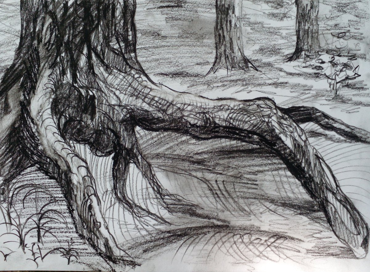 The Oak-tree roots Pencil drawing: Oxana Raduga | Artfinder