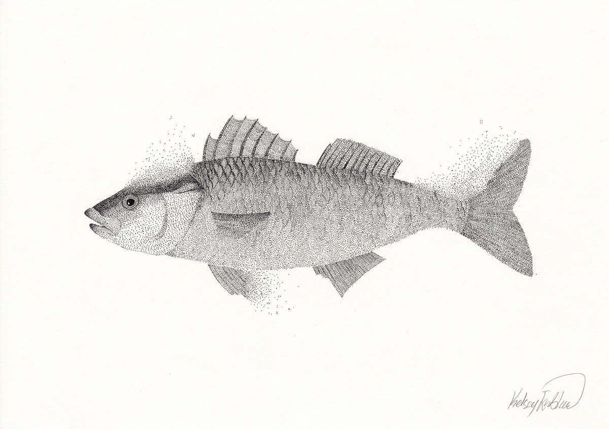 Fish - Ink drawing on paper Ink drawing: Kelsey Emblow | Artfinder