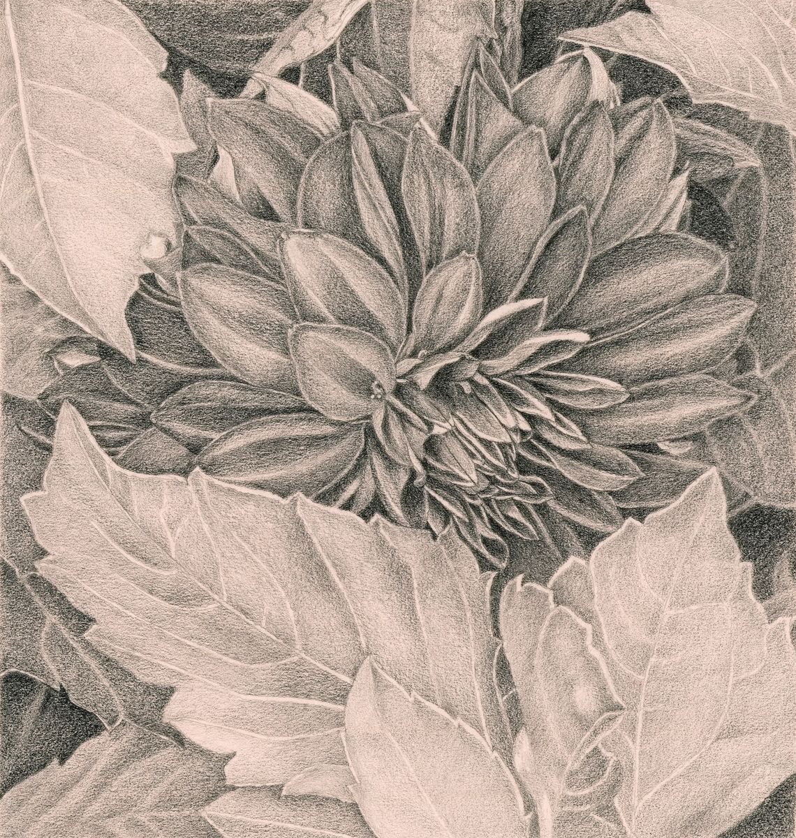 Shy Dahlia Pencil drawing by Nives Palmić | Artfinder